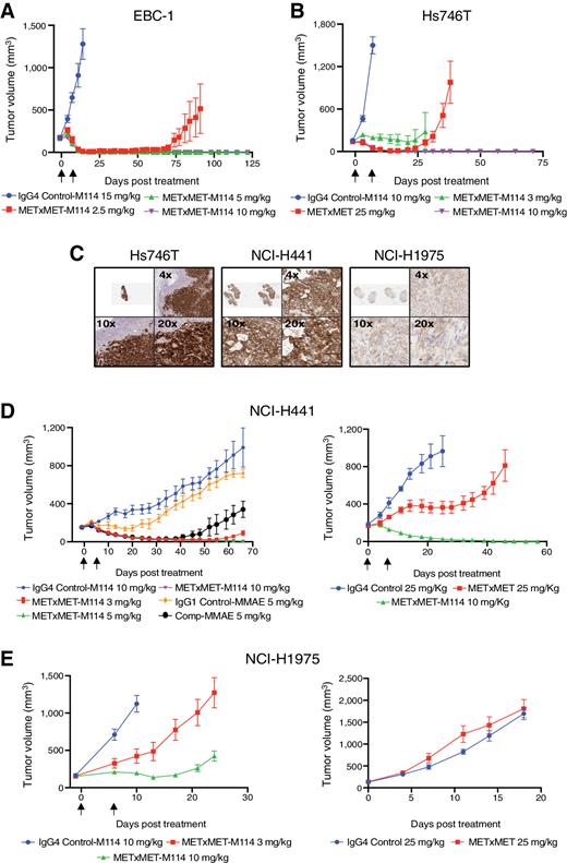 A Biparatopic Antibody–Drug Conjugate to Treat MET-Expressing Cancers ...
