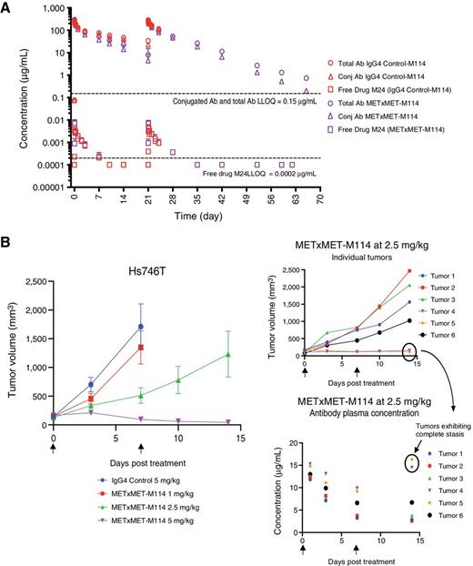 A Biparatopic Antibody–Drug Conjugate to Treat MET-Expressing Cancers ...