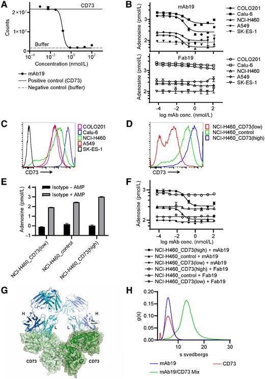 A Novel Antagonistic CD73 Antibody for Inhibition of the ...