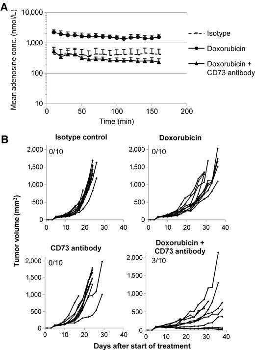 A Novel Antagonistic CD73 Antibody for Inhibition of the ...
