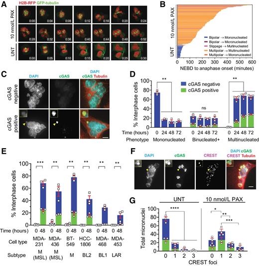 Paclitaxel Induces Micronucleation and Activates Pro-Inflammatory cGAS ...