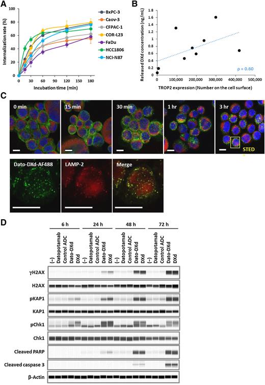 Datopotamab Deruxtecan, a Novel TROP2-directed Antibody–drug Conjugate ...