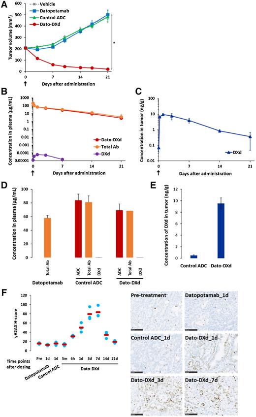 Datopotamab Deruxtecan, a Novel TROP2-directed Antibody–drug Conjugate ...
