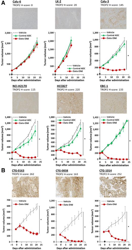 Datopotamab Deruxtecan, a Novel TROP2-directed Antibody–drug Conjugate ...