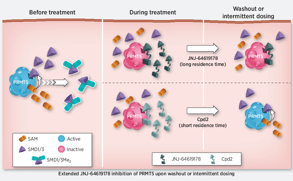 Discovery and Pharmacological Characterization of JNJ-64619178, a Novel ...