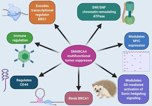 SMARCA4: Implications of an Altered Chromatin-Remodeling Gene for ...