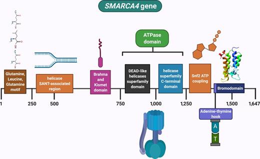SMARCA4: Implications of an Altered Chromatin-Remodeling Gene for ...