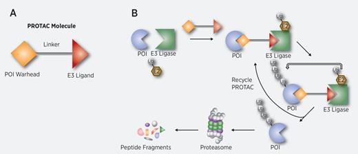 Targeting STAT3 with Proteolysis Targeting Chimeras and Next-Generation ...