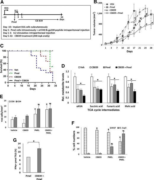 The Glutaminase Inhibitor CB-839 (Telaglenastat) Enhances the ...
