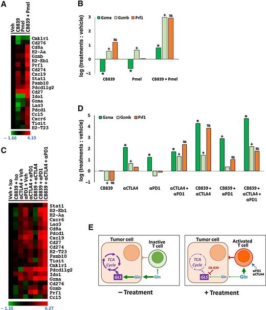 The Glutaminase Inhibitor CB-839 (Telaglenastat) Enhances the ...