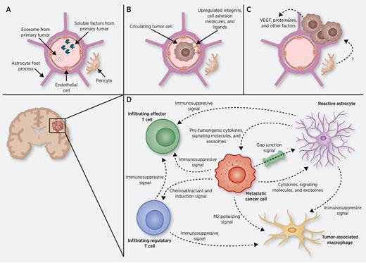 Salting the Soil: Targeting the Microenvironment of Brain Metastases ...