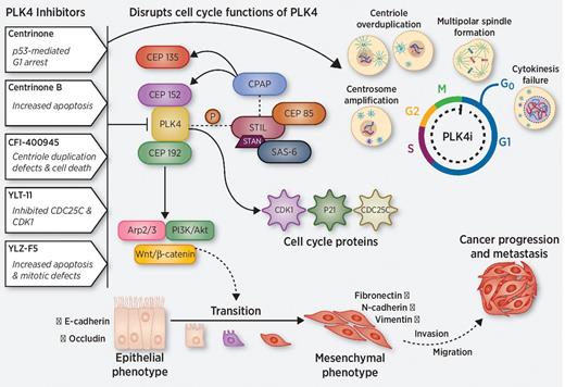 Role of Polo-Like Kinase 4 (PLK4) in Epithelial Cancers and Recent ...