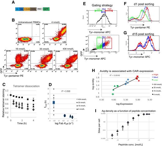 Shaping Functional Avidity of CAR T Cells: Affinity, Avidity, and ...