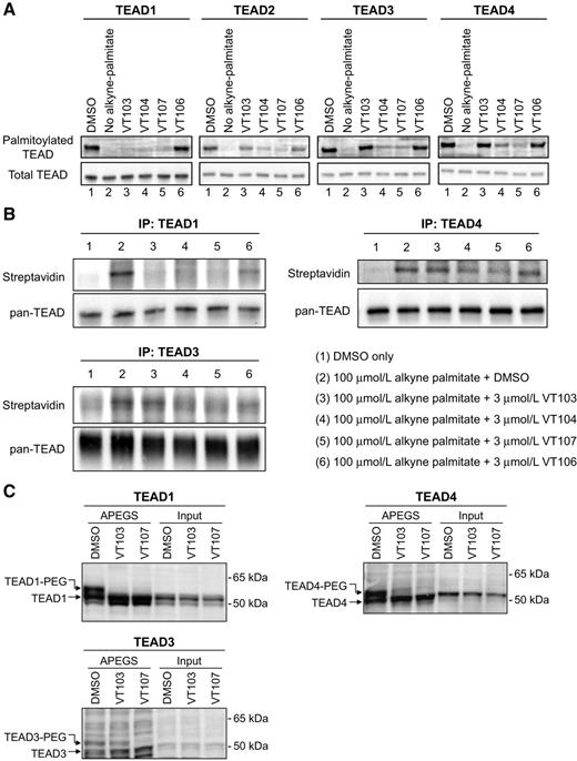 Small Molecule Inhibitors of TEAD Auto-palmitoylation Selectively ...
