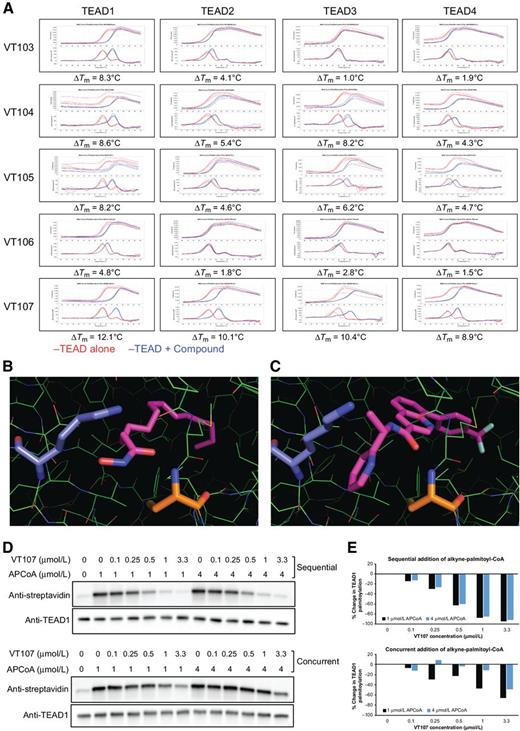 Small Molecule Inhibitors of TEAD Auto-palmitoylation Selectively ...