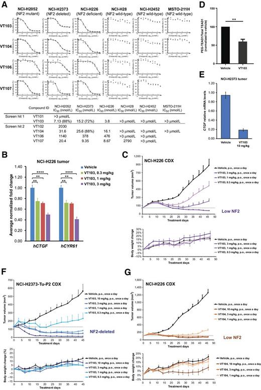 Small Molecule Inhibitors of TEAD Auto-palmitoylation Selectively ...
