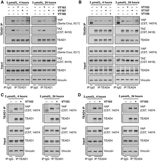 Small Molecule Inhibitors of TEAD Auto-palmitoylation Selectively ...
