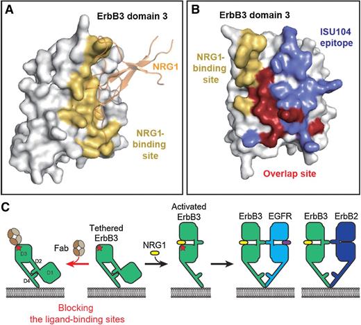 A Novel Therapeutic Anti-ErbB3, ISU104 Exhibits Potent Antitumorigenic ...