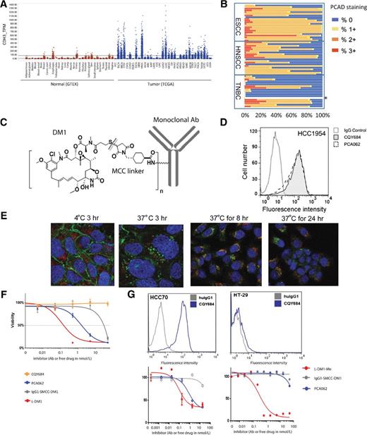 PCA062, a P-cadherin Targeting Antibody–Drug Conjugate, Displays Potent ...