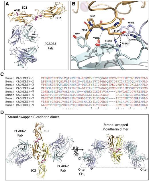 PCA062, a P-cadherin Targeting Antibody–Drug Conjugate, Displays Potent ...