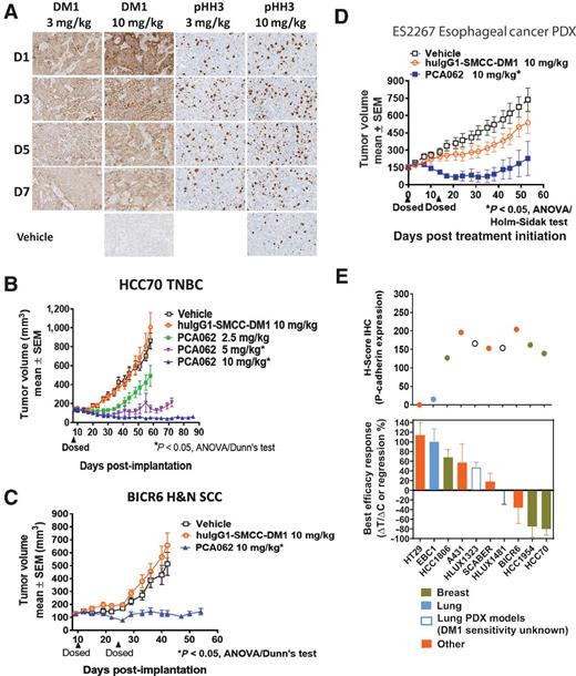 PCA062, a P-cadherin Targeting Antibody–Drug Conjugate, Displays Potent ...