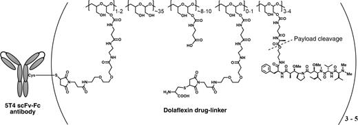 ASN004, A 5T4-targeting scFv-Fc Antibody–Drug Conjugate with High Drug ...
