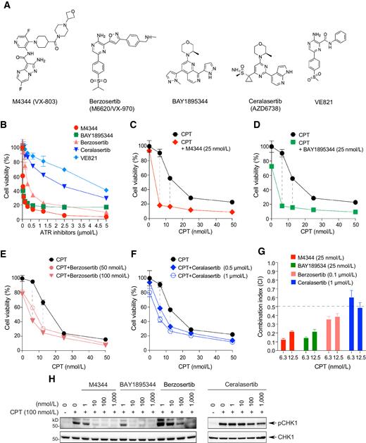 Novel and Highly Potent ATR Inhibitor M4344 Kills Cancer Cells With ...