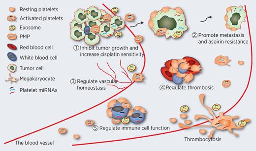 New Insights Into Platelet-enriched miRNAs: Production, Functions ...