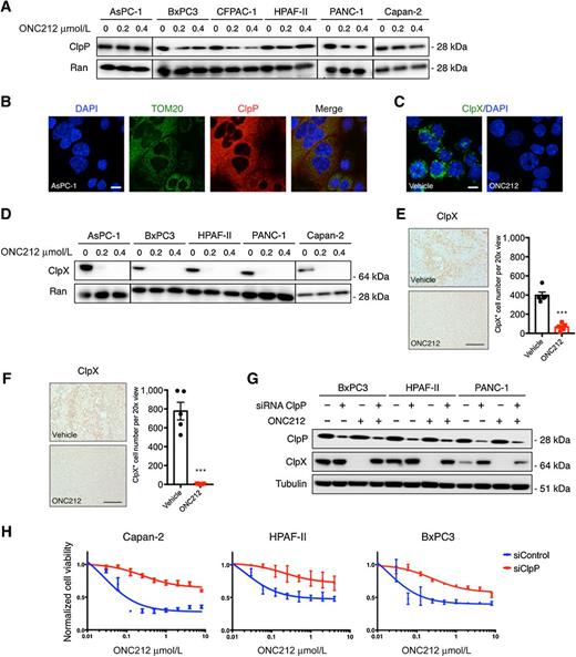 ONC212 is a Novel Mitocan Acting Synergistically with Glycolysis ...