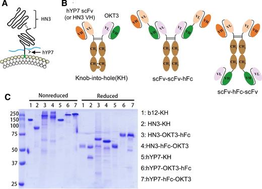 Combination Therapy of Hepatocellular Carcinoma by GPC3-Targeted ...