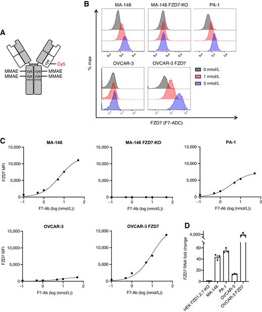 A FZD7-specific Antibody–Drug Conjugate Induces Ovarian Tumor ...