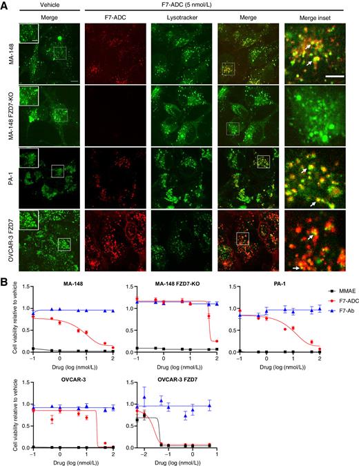 A FZD7-specific Antibody–Drug Conjugate Induces Ovarian Tumor ...