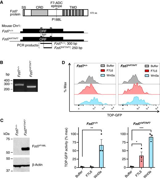 A FZD7-specific Antibody–Drug Conjugate Induces Ovarian Tumor ...