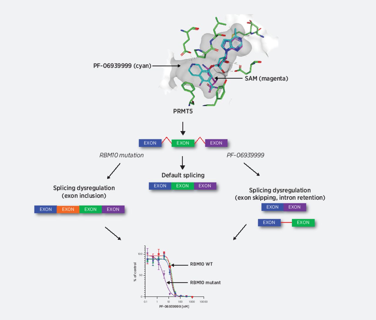 SAM-Competitive PRMT5 Inhibitor PF-06939999 Demonstrates Antitumor ...