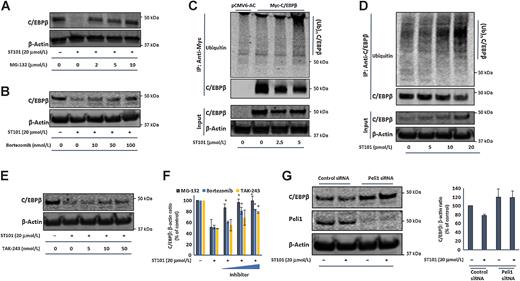 Anticancer Activity of ST101, A Novel Antagonist of CCAAT/Enhancer ...