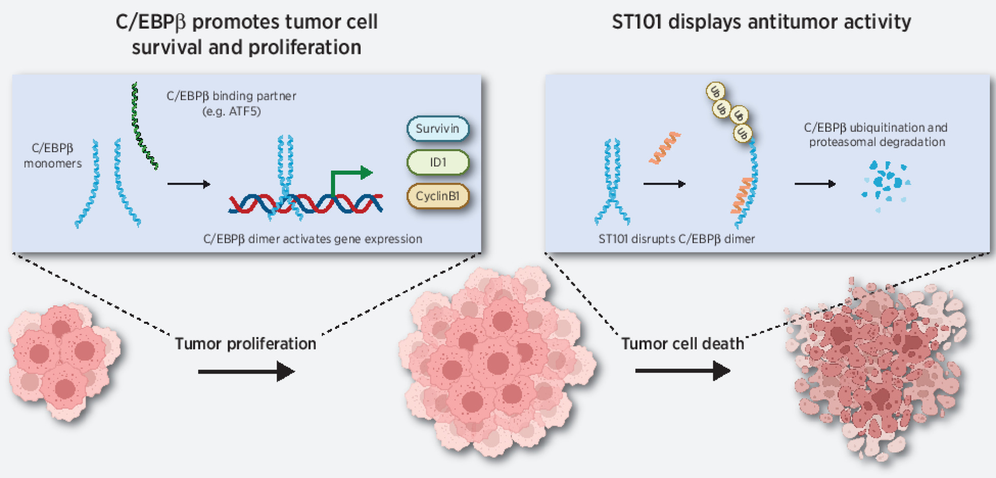 Anticancer Activity of ST101, A Novel Antagonist of CCAAT/Enhancer ...