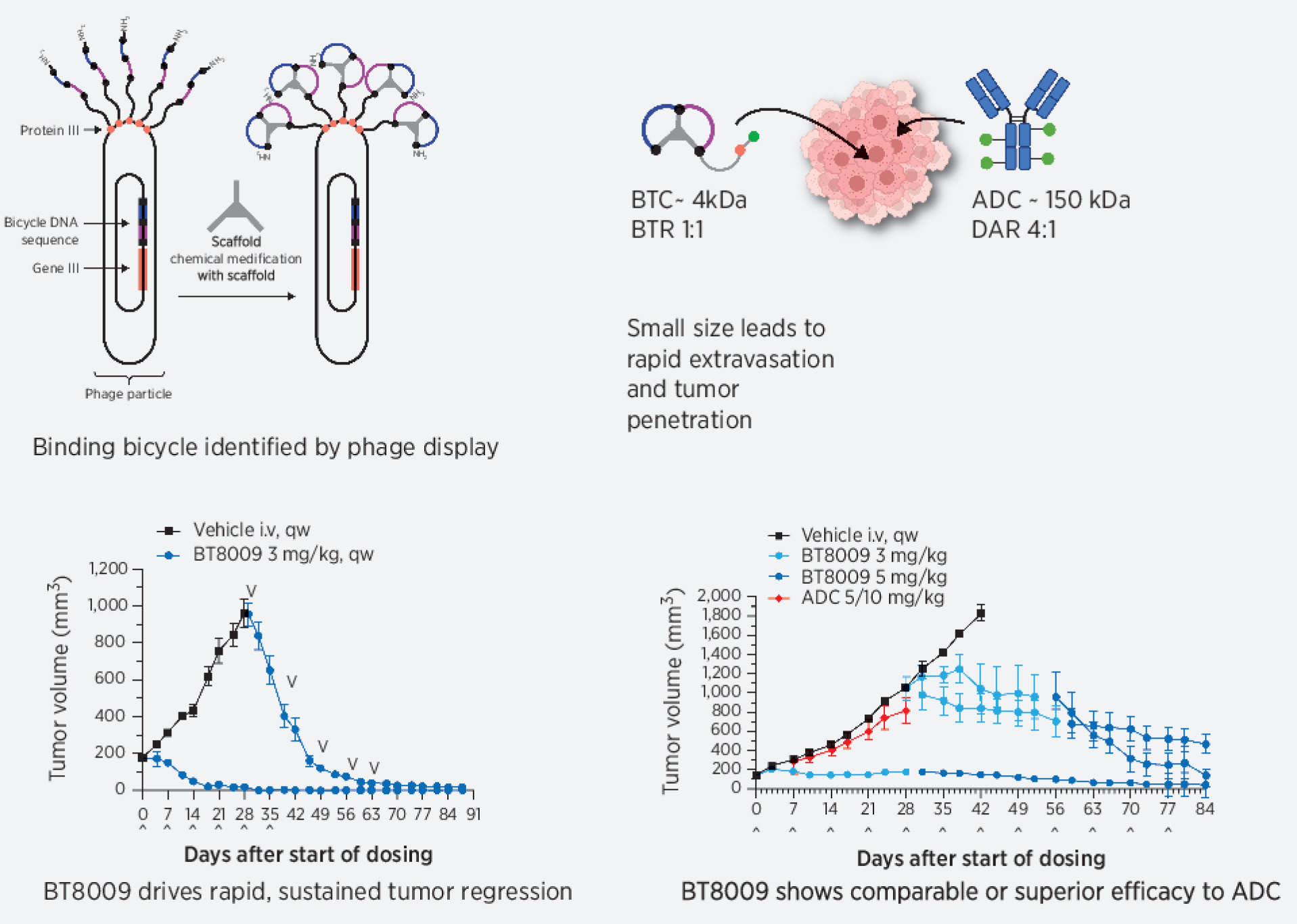 BT8009; A Nectin-4 Targeting Bicycle Toxin Conjugate for Treatment of Solid Tumors | Molecular ...
