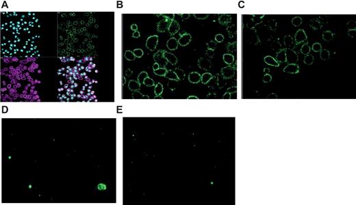 BT8009; A Nectin-4 Targeting Bicycle Toxin Conjugate for Treatment of ...