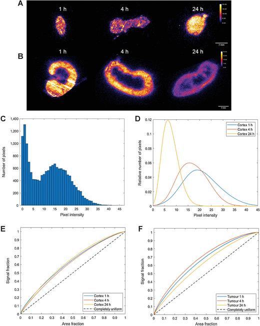 Preclinical Evaluation of 225Ac-Labeled Single-Domain Antibody for the ...