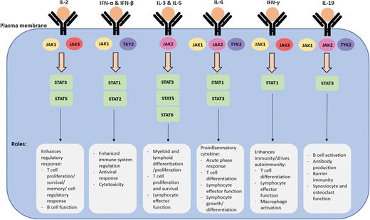 JAK: Not Just Another Kinase | Molecular Cancer Therapeutics | American ...