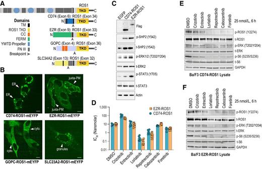Resistance Profile and Structural Modeling of Next-Generation ROS1 ...