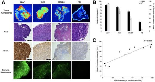 A Prostate-Specific Membrane Antigen—Targeted Near-Infrared Conjugate ...