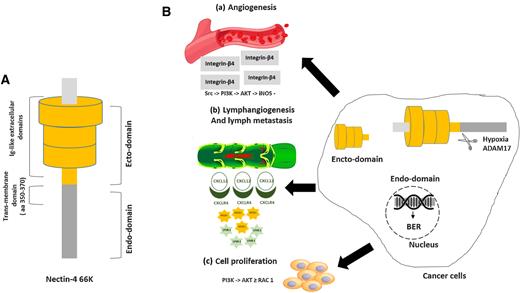 The Anti-Nectin 4: A Promising Tumor Cells Target. A Systematic Review ...