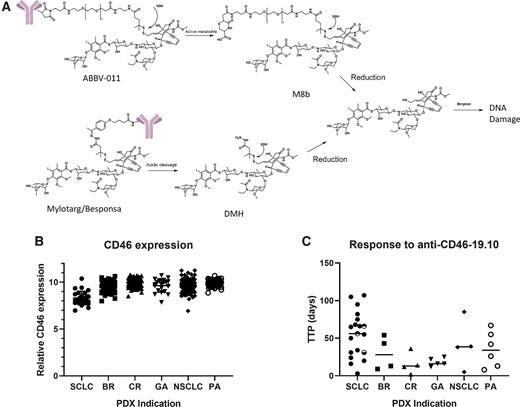 ABBV-011, A Novel, Calicheamicin-Based Antibody–Drug Conjugate, Targets ...