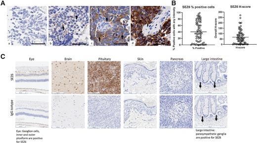ABBV-011, A Novel, Calicheamicin-Based Antibody–Drug Conjugate, Targets ...
