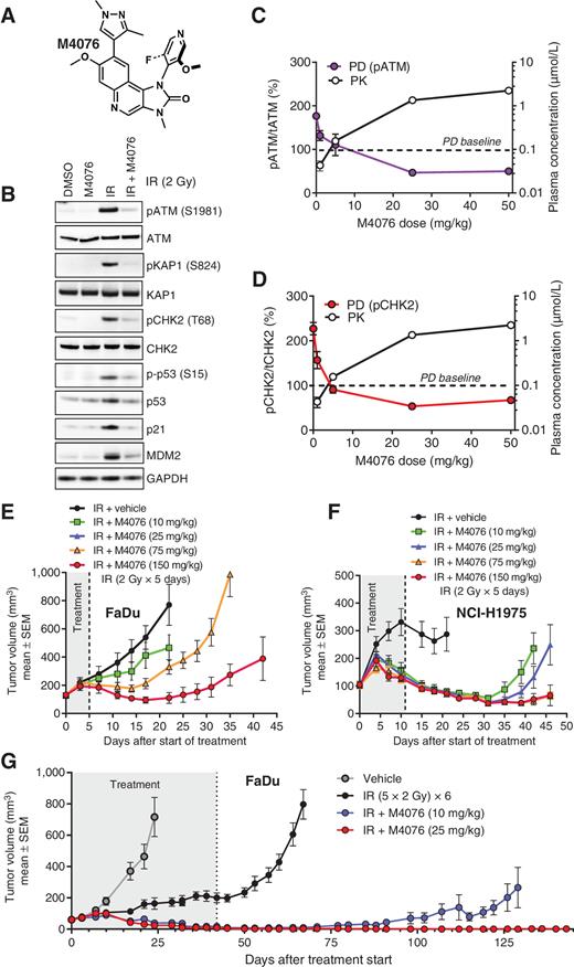 A New Class of Selective ATM Inhibitors as Combination Partners of DNA ...