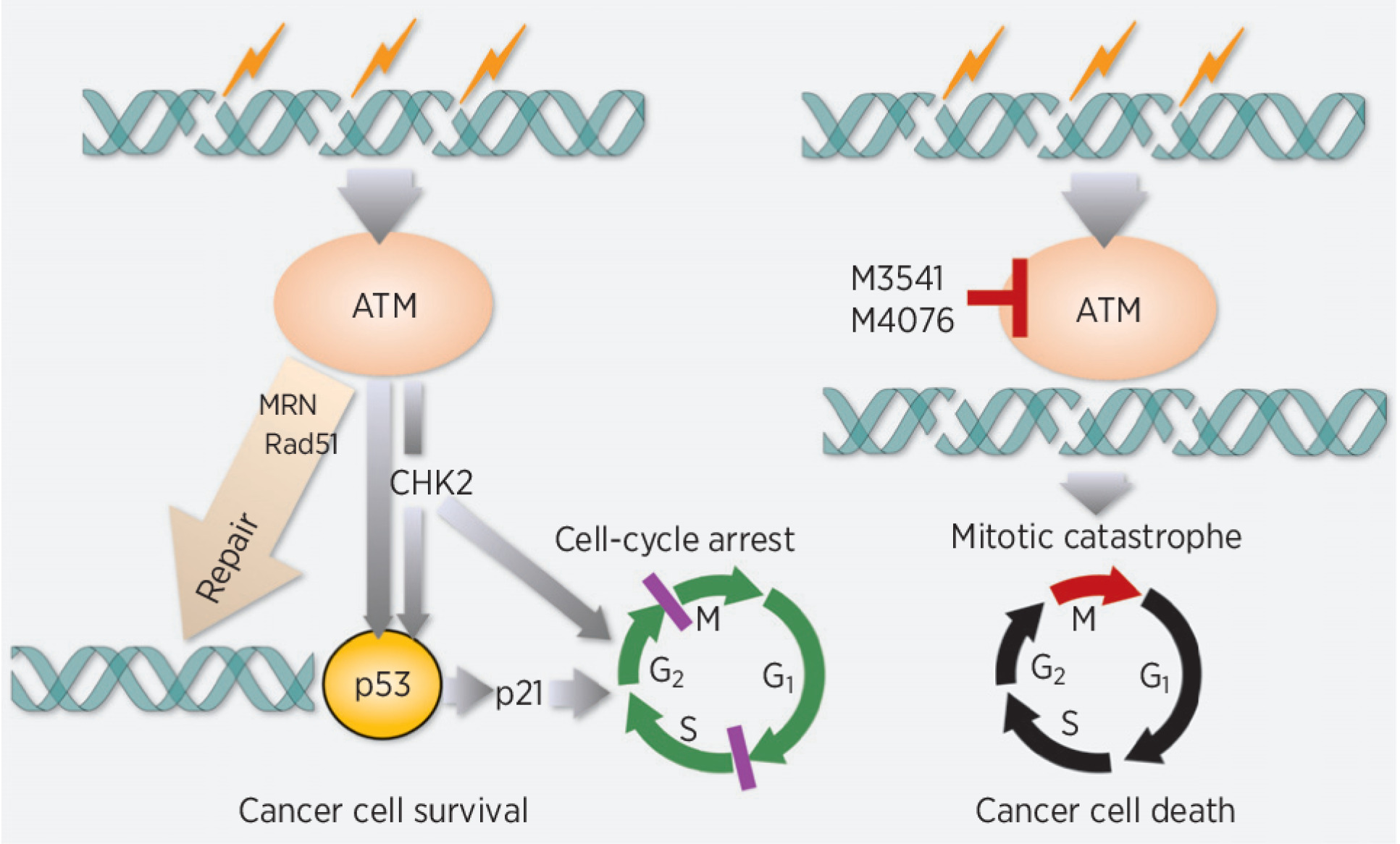 A New Class of Selective ATM Inhibitors as Combination Partners of DNA ...
