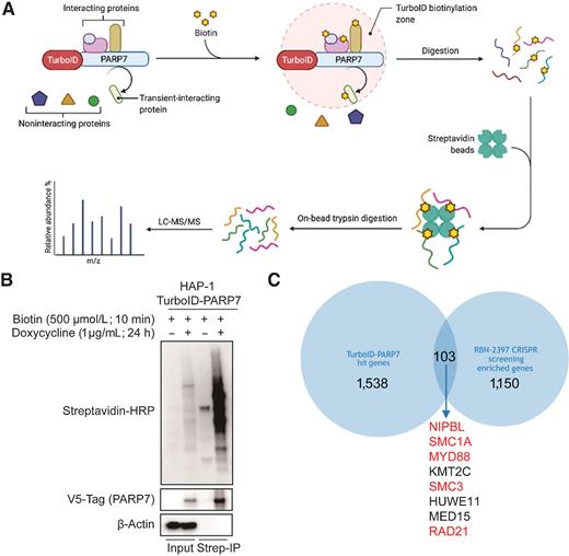 A Whole-Genome CRISPR Screen Identifies AHR Loss as a Mechanism of ...
