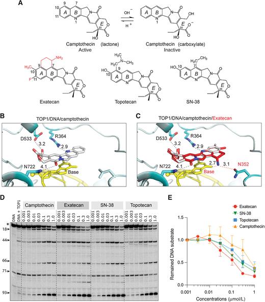 TOP1-DNA Trapping by Exatecan and Combination Therapy with ATR ...