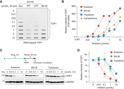 TOP1-DNA Trapping by Exatecan and Combination Therapy with ATR ...